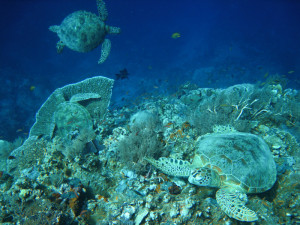 Scuba Diving with Turtles in Borneo