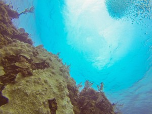 Deep Water Cay: The Best Secret Sanctuary to Go Diving in the Bahamas