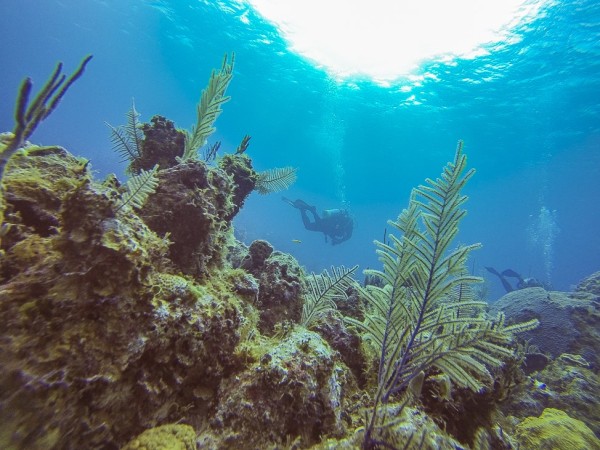 Deep Water Cay: The Best Secret Sanctuary to Go Diving in the Bahamas