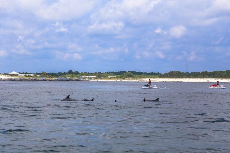 Secret Florida at Shell Island: Where the Dolphins Play - Camels ...