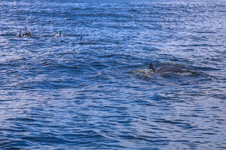 Secret Florida at Shell Island: Where the Dolphins Play - Camels ...