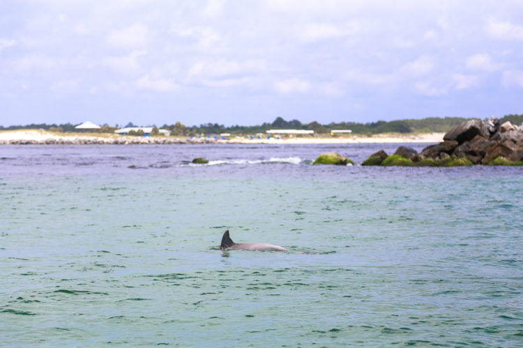 Secret Florida at Shell Island: Where the Dolphins Play - Camels ...