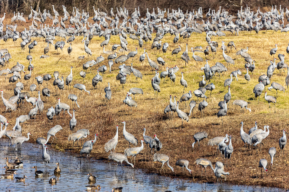 Birding in Alabama: Where to See Spectacular Wildlife in the South