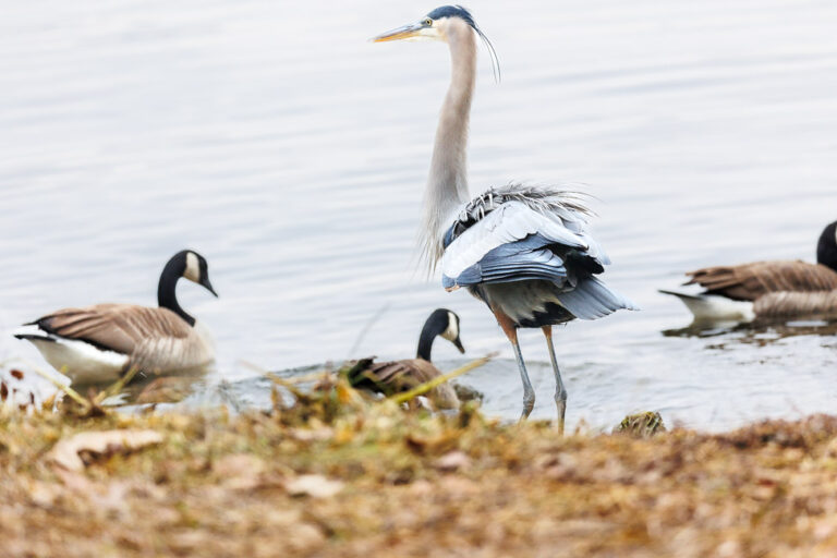 Birding in Alabama: Where to See Spectacular Wildlife in the South