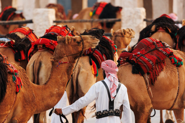 What to Do with 48 Hours in Doha on a Stopover in Qatar - Camels ...